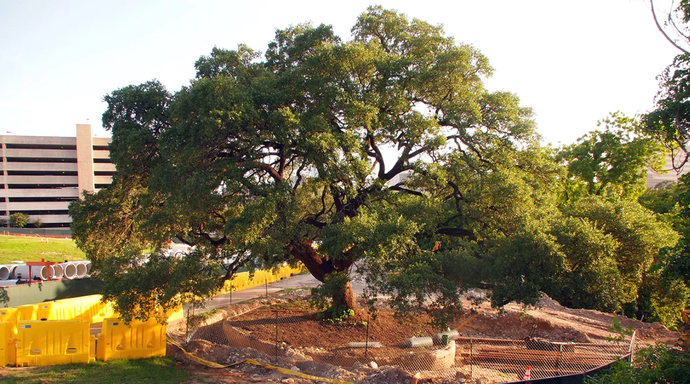 How Professional Tree Transplanting Can Save Mature Trees ...