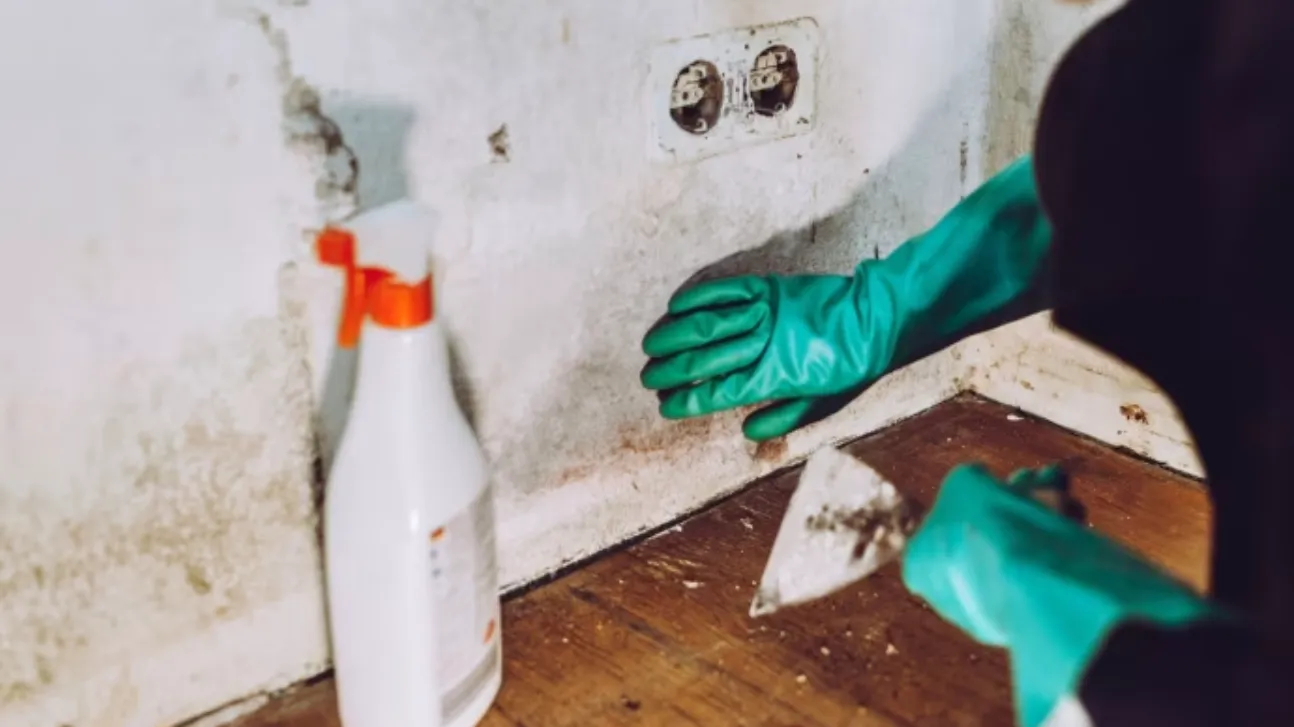 How To Treat Fungal Infested Walls And Wood - Strivecreatives.com